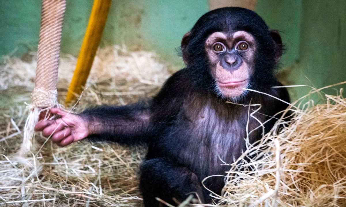 BIOPARC celebra el reencuentro entre el chimpancé Moreno y su hijo Ekon ...